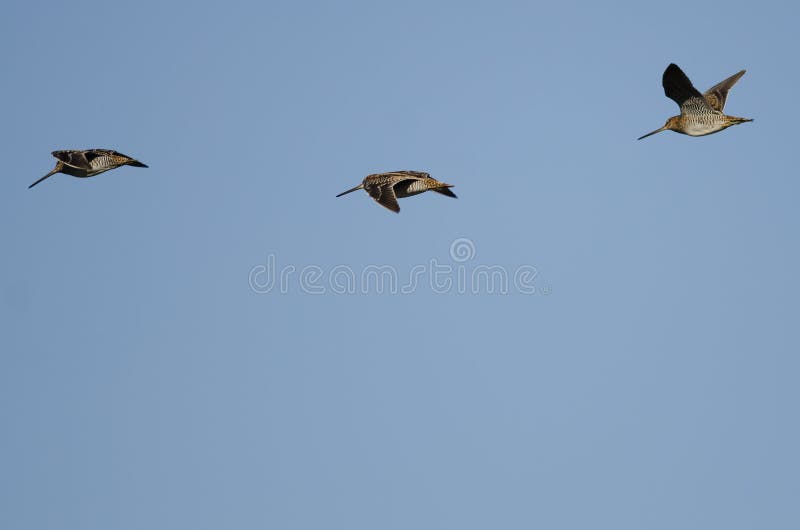 Three Wilson`s Snipe Flying in a Blue Sky Stock Photo - Image of clear ...