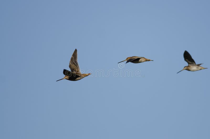 Three Wilson S Snipe Flying in a Blue Sky Stock Image - Image of ...