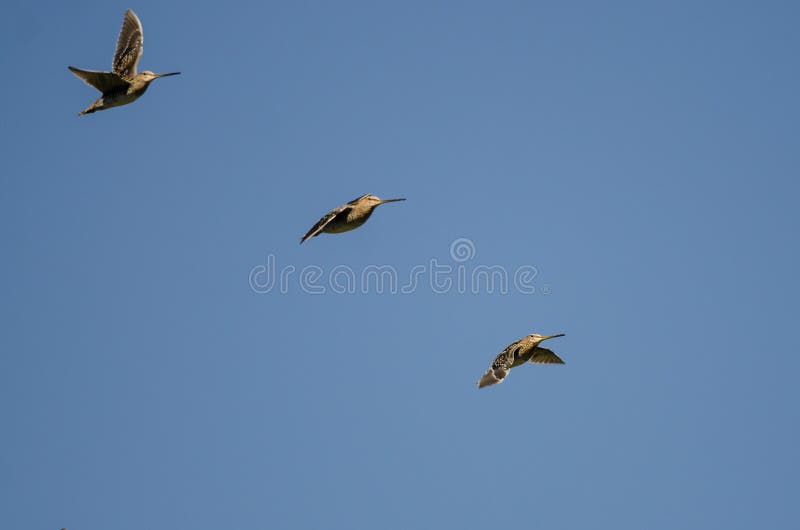 Three Wilson`s Snipe Flying in a Blue Sky Stock Photo - Image of clear ...