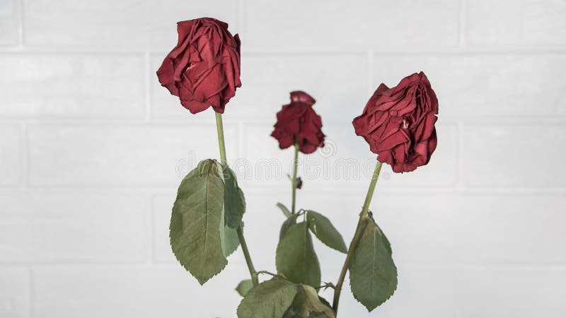 Three Wilted Roses on a White Brick Background. Dead Dried Old Flowers ...