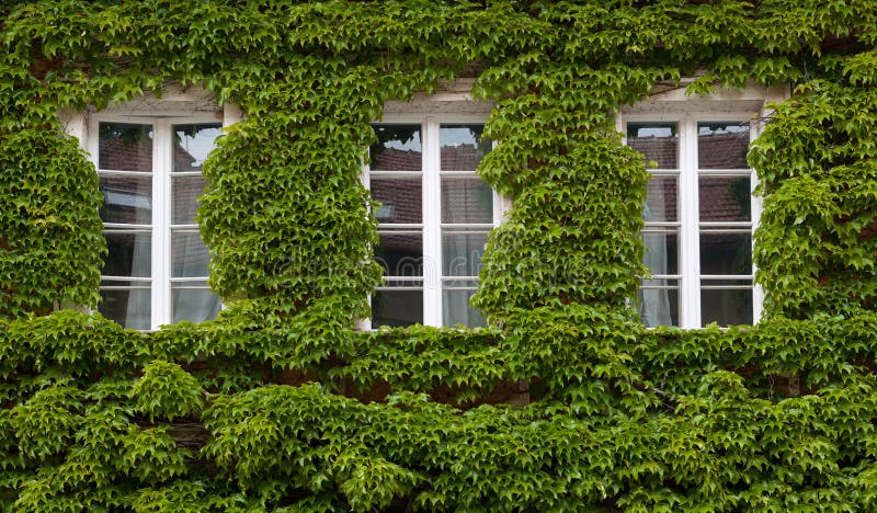 Three windows stock image. Image of geranium, beauty - 55459647