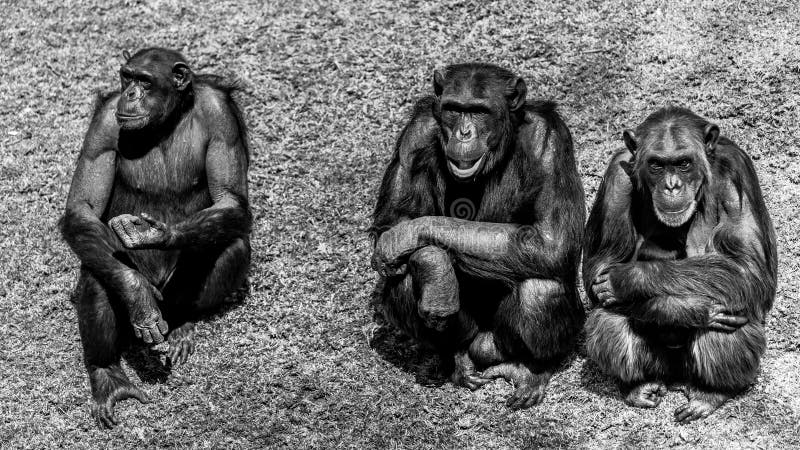Three wise chimps stock image. Image of wild, animal - 33723269