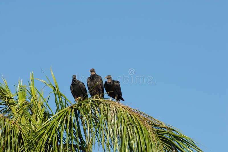 Three Wise Vultures stock image. Image of perched, environment - 9068325