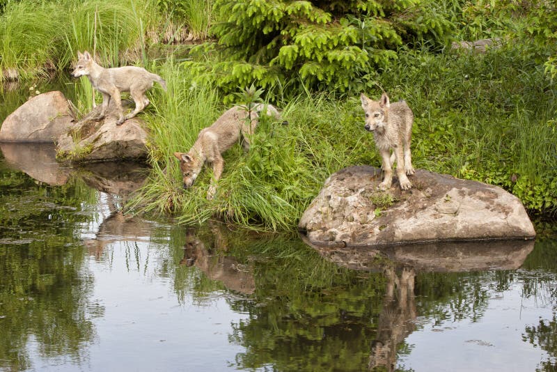 Three Wolf Puppies with Clear Lake Reflection Stock Photo - Image of ...