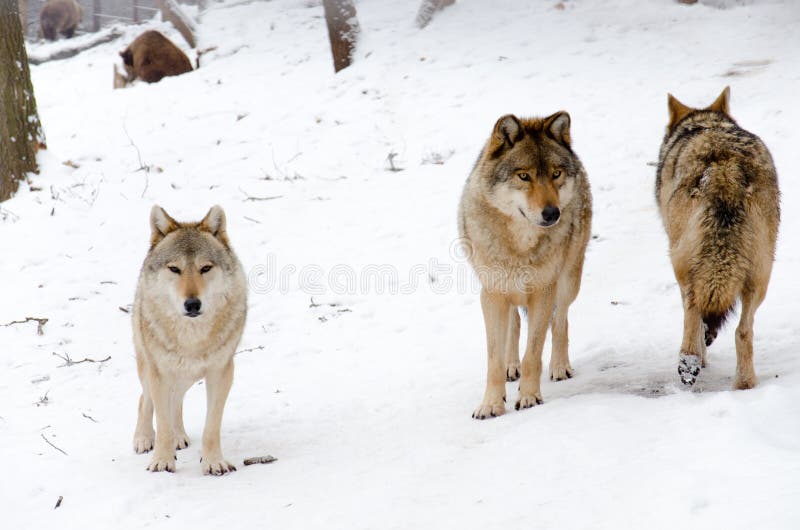 Three wolves stock image. Image of wild, wolves, looking - 28638537