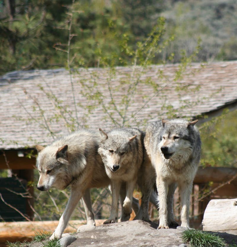 Wolves Stock Photos - Download 6,820 Royalty Free Photos