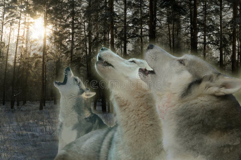 Tundra Wolves stock image. Image of hunter, female, black - 63329547