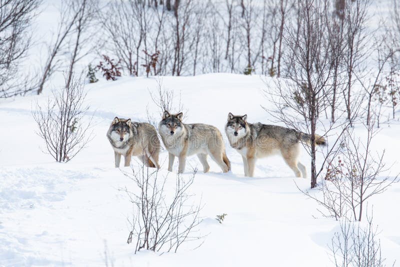Three Wolves in the Snow stock photo. Image of injury - 39182324