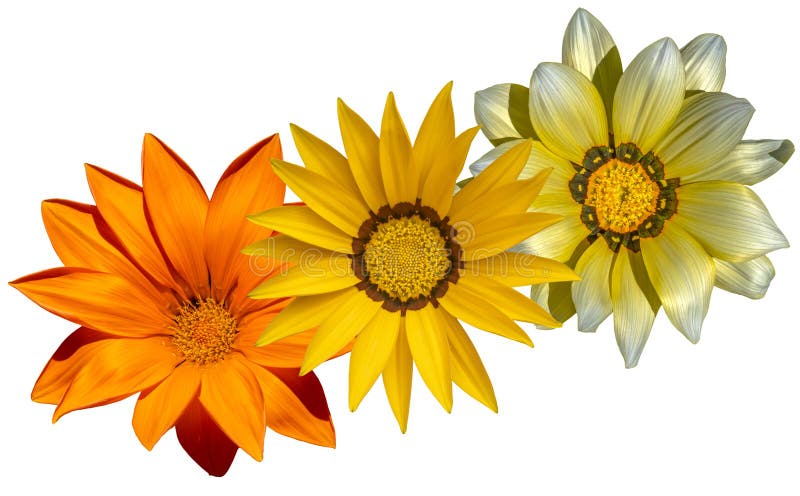 Daisies - Three - on Colored Squares Stock Photo - Image of colourful ...