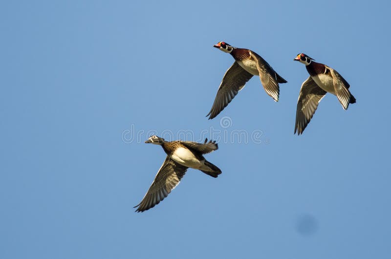 Three Wood Ducks Flying in a Blue Sky Stock Image - Image of wild ...