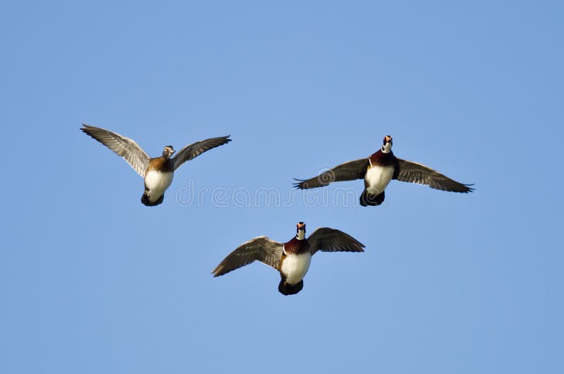 Three Wood Ducks Flying in a Blue Sky Stock Image - Image of wild ...