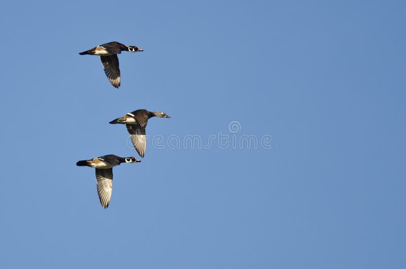 Three Wood Ducks Flying in a Blue Sky Stock Image - Image of wild ...