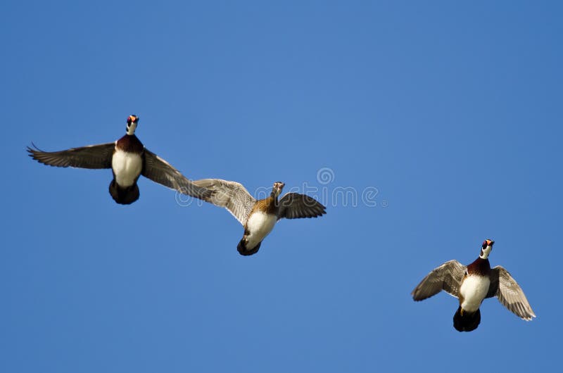 Three Wood Ducks Flying in a Blue Sky Stock Image - Image of wild ...