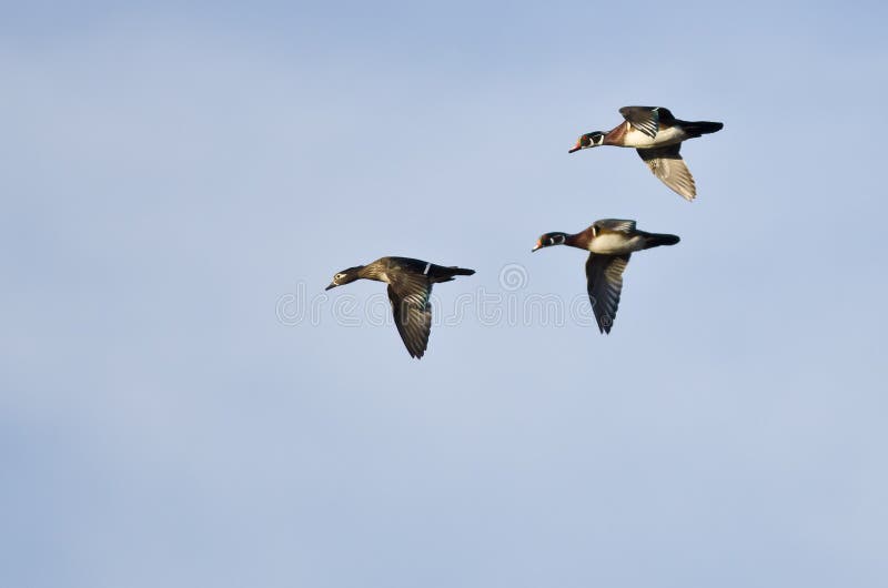 Three Wood Ducks Flying in a Blue Sky Stock Photo - Image of flying ...