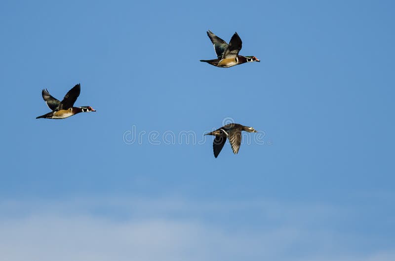 Three Wood Ducks Flying in a Blue Sky Stock Photo - Image of flying ...