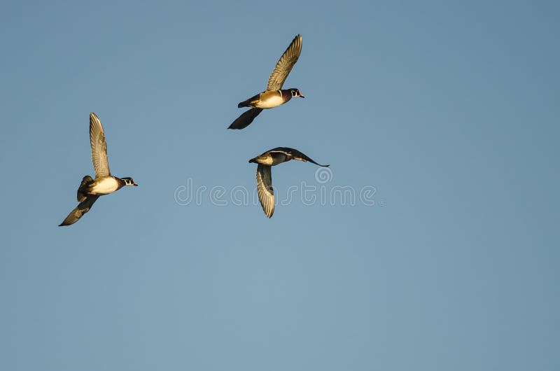Three Wood Ducks Flying in a Blue Sky Stock Photo - Image of flying ...