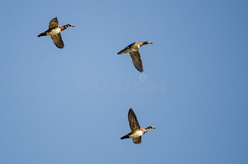 Three Wood Ducks Flying in a Blue Sky Stock Photo - Image of flying ...