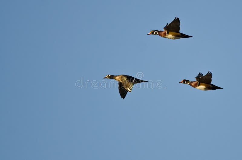 Three Wood Ducks Flying in a Blue Sky Stock Image - Image of wild ...