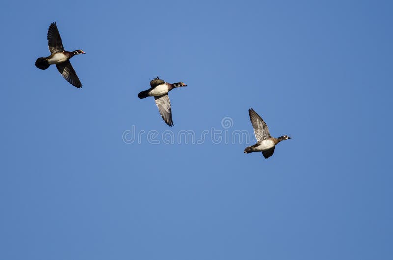 Three Wood Ducks Flying in a Blue Sky Stock Image - Image of wild ...