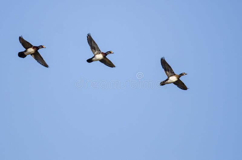 Three Wood Ducks Flying in a Blue Sky Stock Image - Image of wild ...