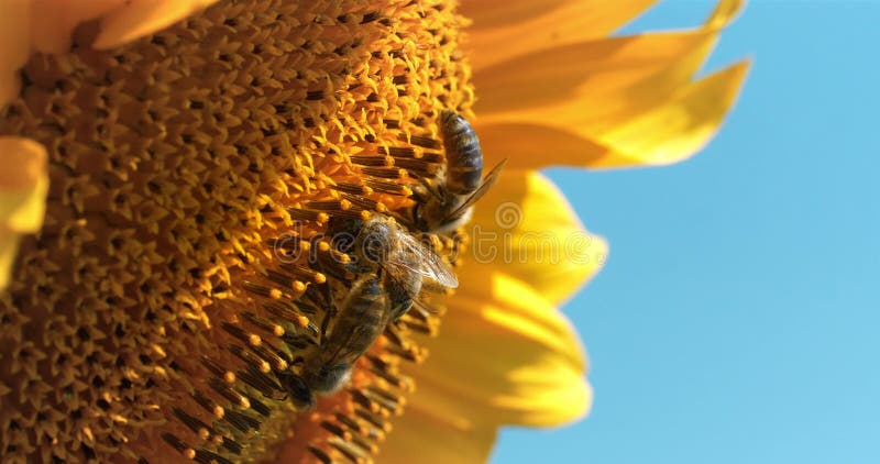 Three Worker Bees on Yellow Sunflower, Extreme Close-up Shot Stock ...