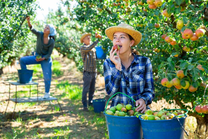 Three Workers Picking Pears Stock Photo - Image of garden, holding ...