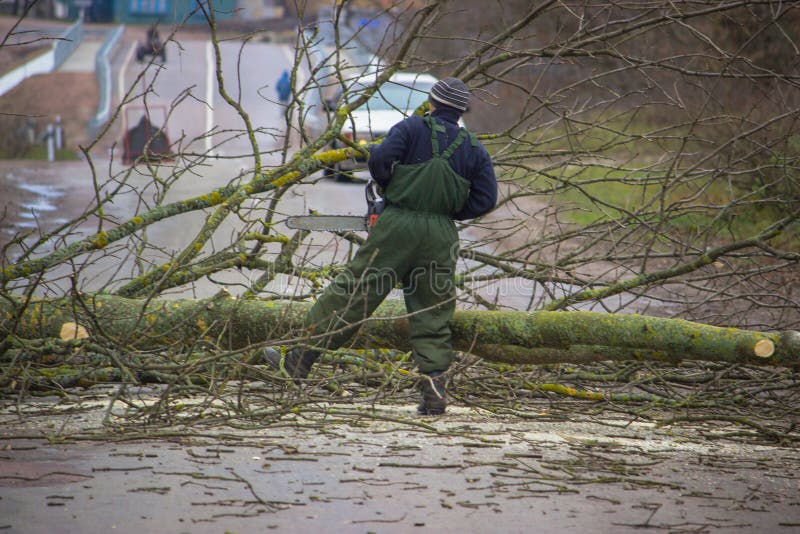Three Workers are Picking Up a Fallen Tree from the Road Stock Image ...