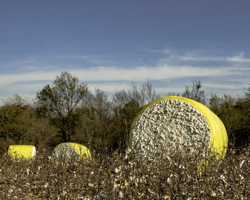 Three Wrapped Cotton Bales in a Harvested Field Stock Photo - Image of ...