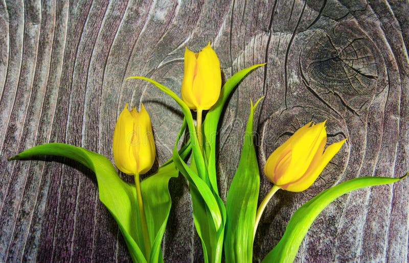 Yallow Tulip Stock Photos - Free & Royalty-Free Stock Photos from ...