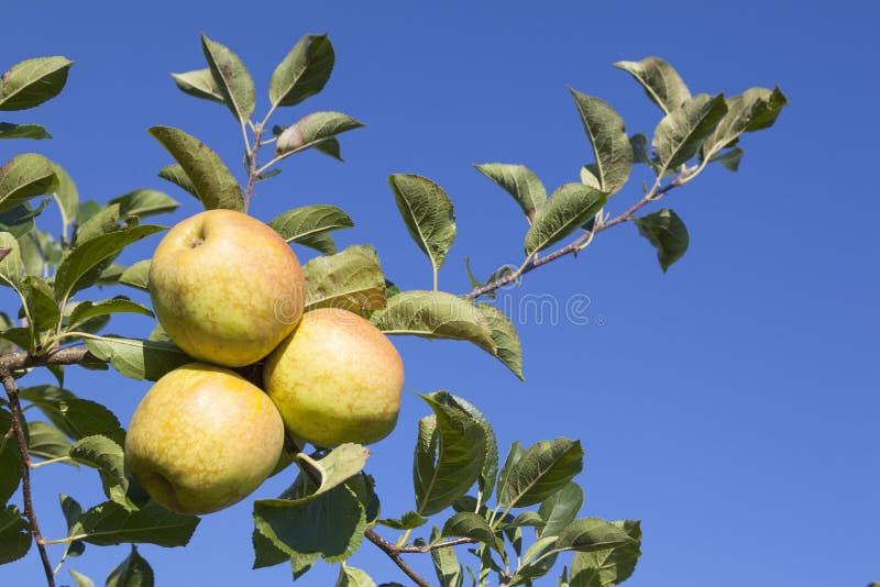 Three Yellow Apples on Branch of Apple Tree in Sunlight Stock Image ...