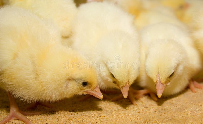 Daily Three Yellow Chicken at the Poultry Farm Stock Photo - Image of ...
