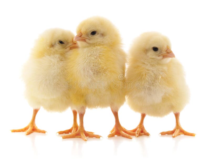 Three Cute Baby Chickens Chicks Stock Image - Image of soft, standing ...