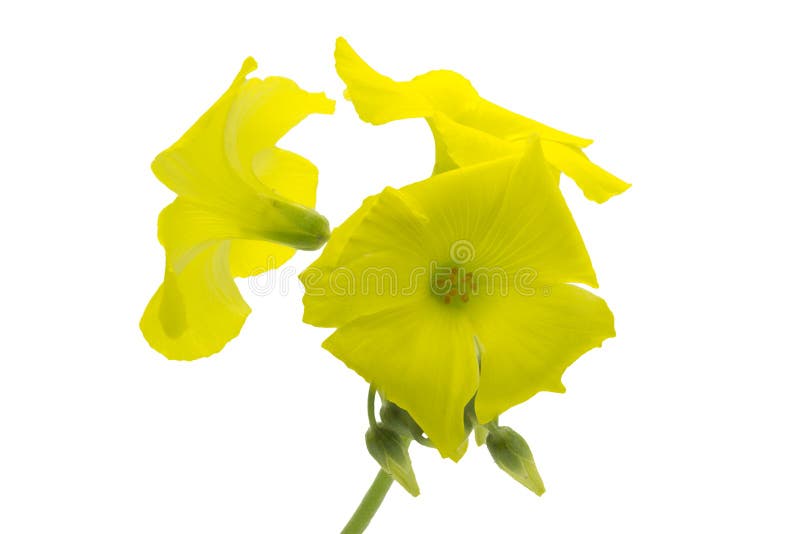 Yellow Clover with White Background Stock Image - Image of fresh ...