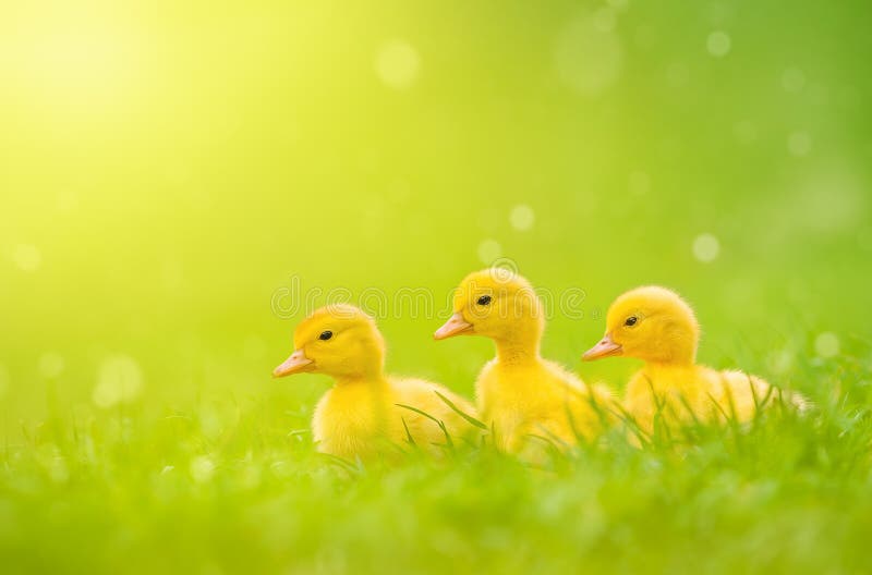 Three Yellow Cute Duckling Running on Green Grass on Sunny Day Stock ...