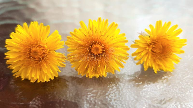 Three Yellow Dandelion Flowers on Glass Table Stock Image - Image of ...