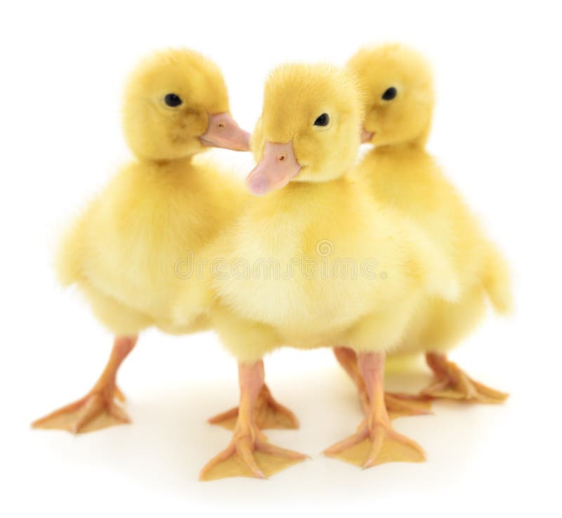 Three yellow ducklings. stock photo. Image of duckies - 66716942