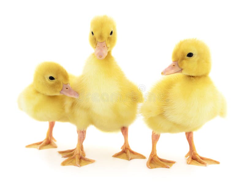Three ducklings stock image. Image of small, cute, pets - 58462013