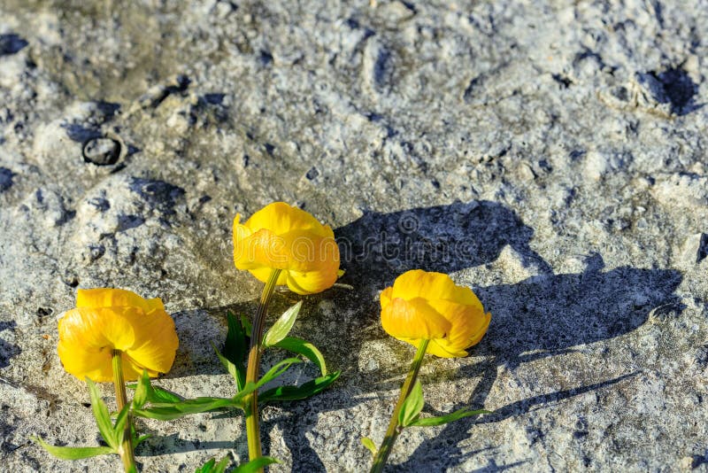 Three Yellow Flowers on the Concrete Pavement. Flowers Cast Shadows ...