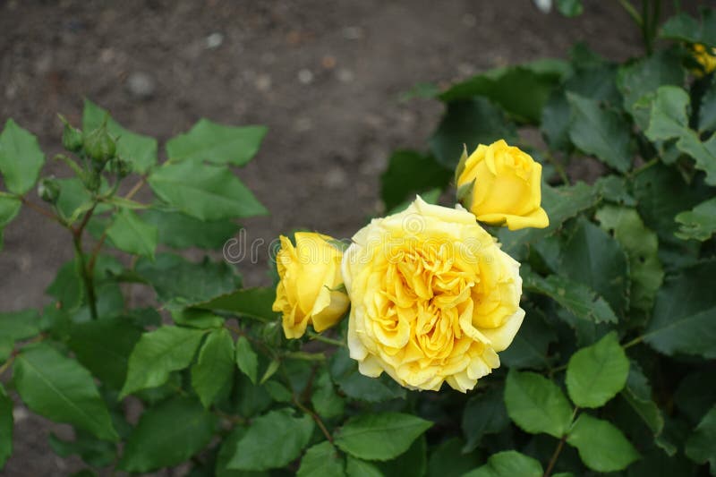 Three Yellow Flowers of Roses in June Stock Image - Image of blossom ...