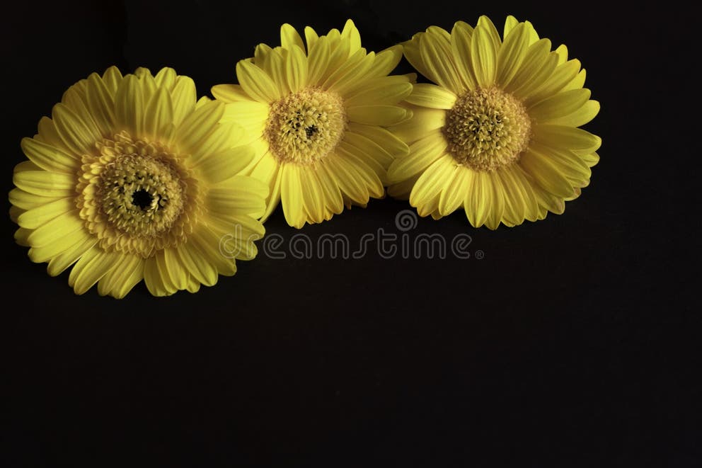 Three Yellow Gerberas on a Black Background, Stock Photo - Image of ...