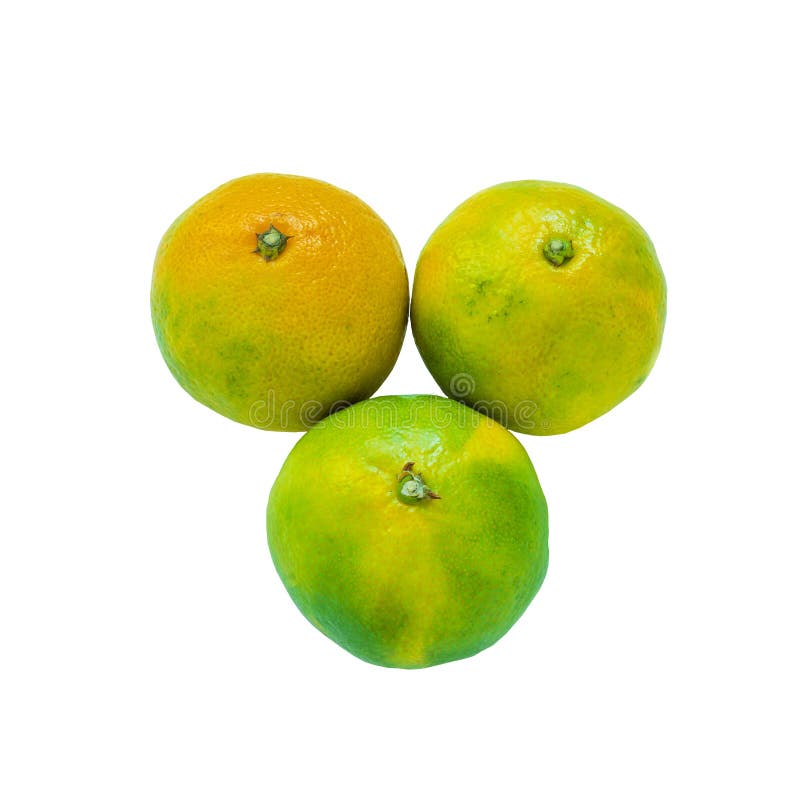 Three Yellow-green Mandarins Isolated on a White Background. Top View ...
