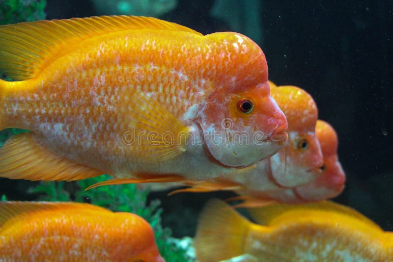 Three yellow hump sea fish stock photo. Image of bodies - 35945252