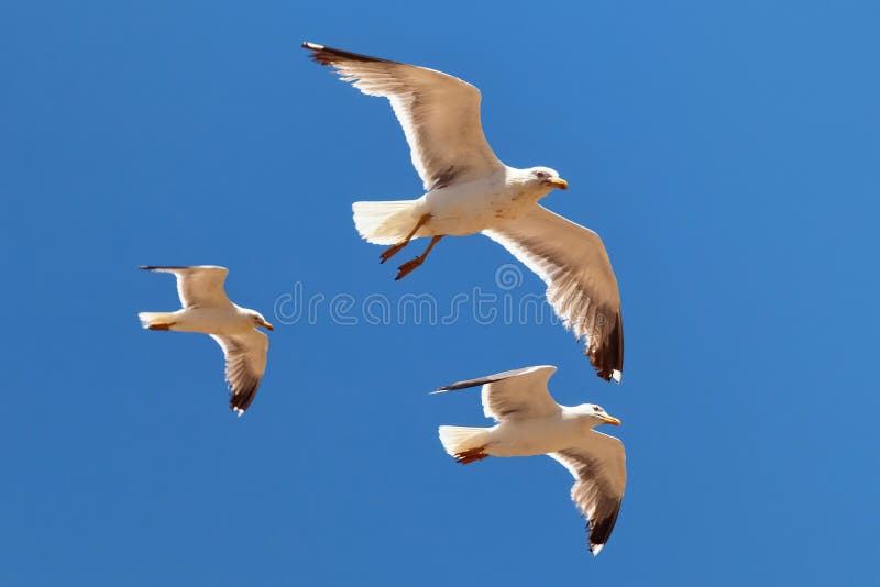 The Three Yellow-legged Seagulls Flying in the Blue Sky on a Sunny Day ...
