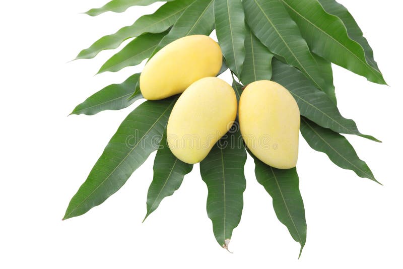 Three Yellow Mango and Pile Leaf Focus Near Stock Photo - Image of ...