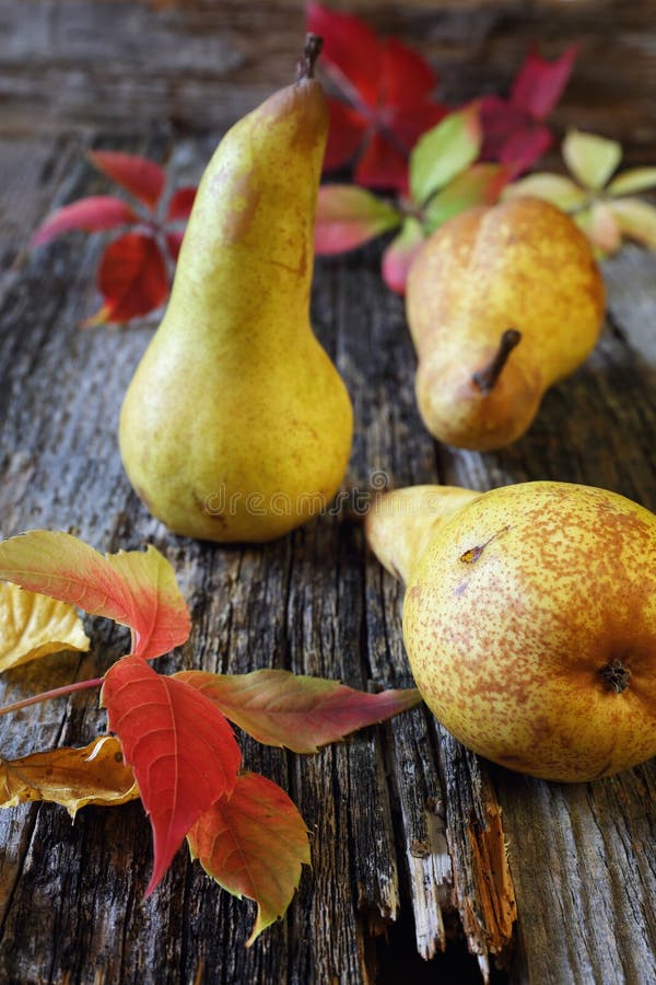 Three Yellow Pears and Autumn Leaves Stock Image - Image of fruit ...