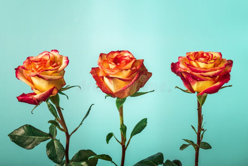 Three Yellow-pink Tea Roses on a Dark Background Stock Image - Image of ...