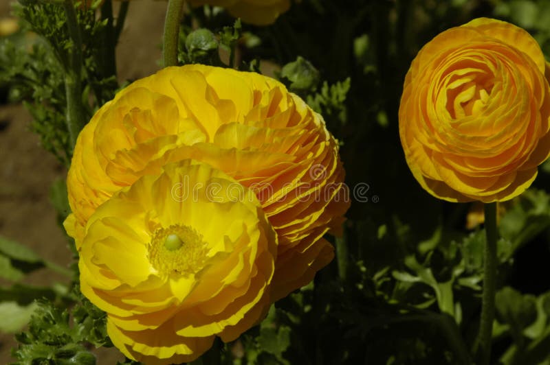 Three Yellow Ranunculus Flowers in the Garden Stock Photo - Image of ...