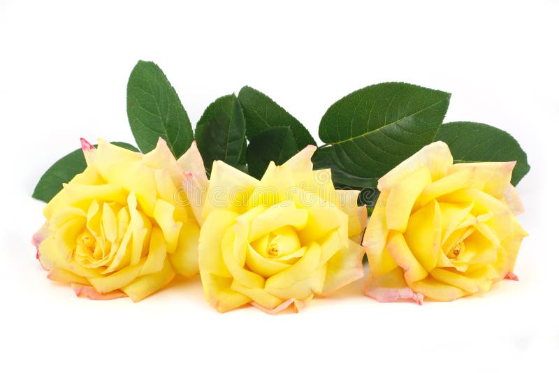 Three yellow roses stock photo. Image of close, blooming - 26241784