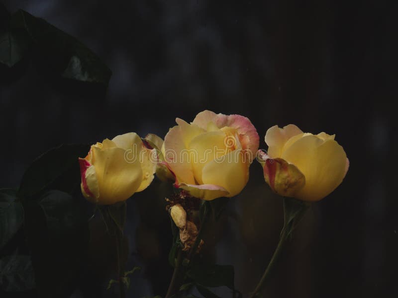 Three yellow roses stock image. Image of beautiful, yellow - 231781721