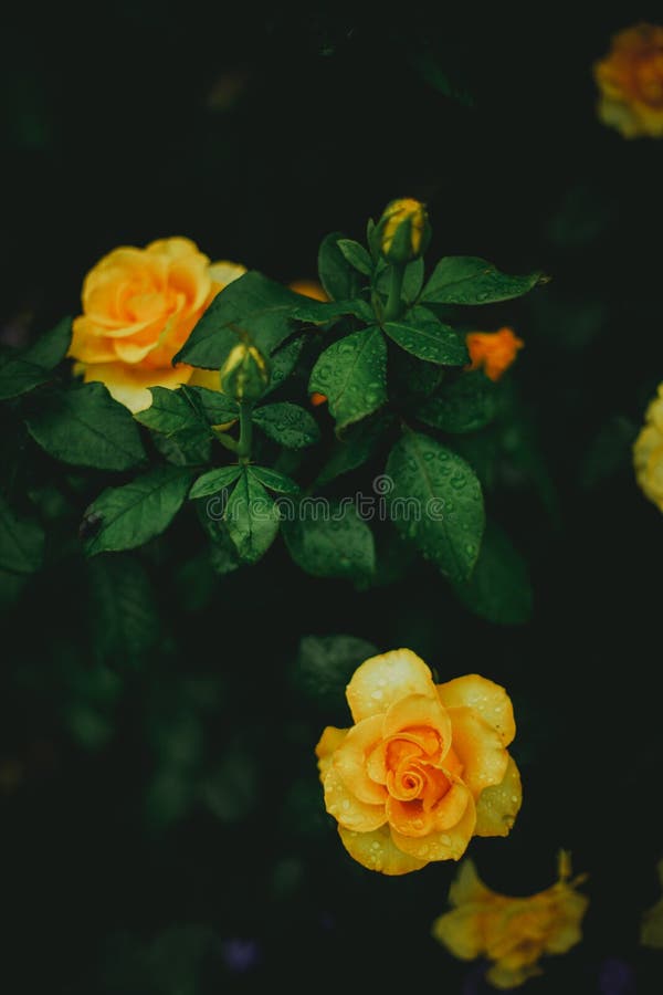Three Yellow Roses on Black Background Stock Image - Image of beauty ...
